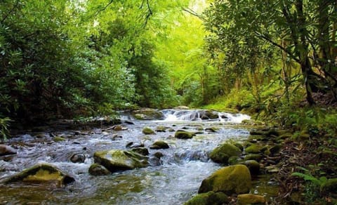 Laurelwood Cadute Cabin-A Romantic Retreat Creek Side con cascate ...