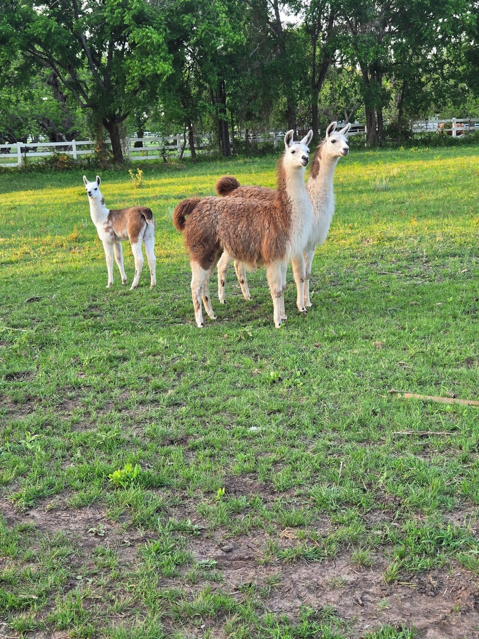 The Yellow Rose Cabin on Lake Granbury | Granbury, TX | VacationRenter