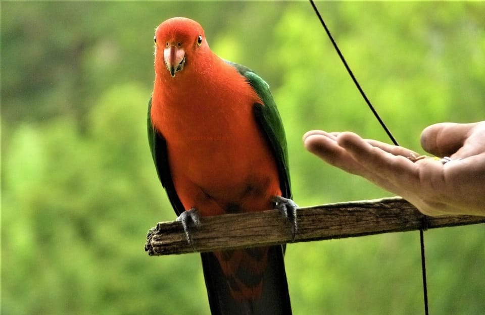 Bellthorpe Stays- Birdwing cabin: nature's favourite place on 400 ...